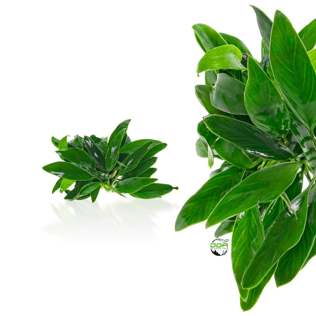 Aquatic PLants Anubias barteri var. angustifolia Denmark Mini（丹麦迷你小榕 ...
