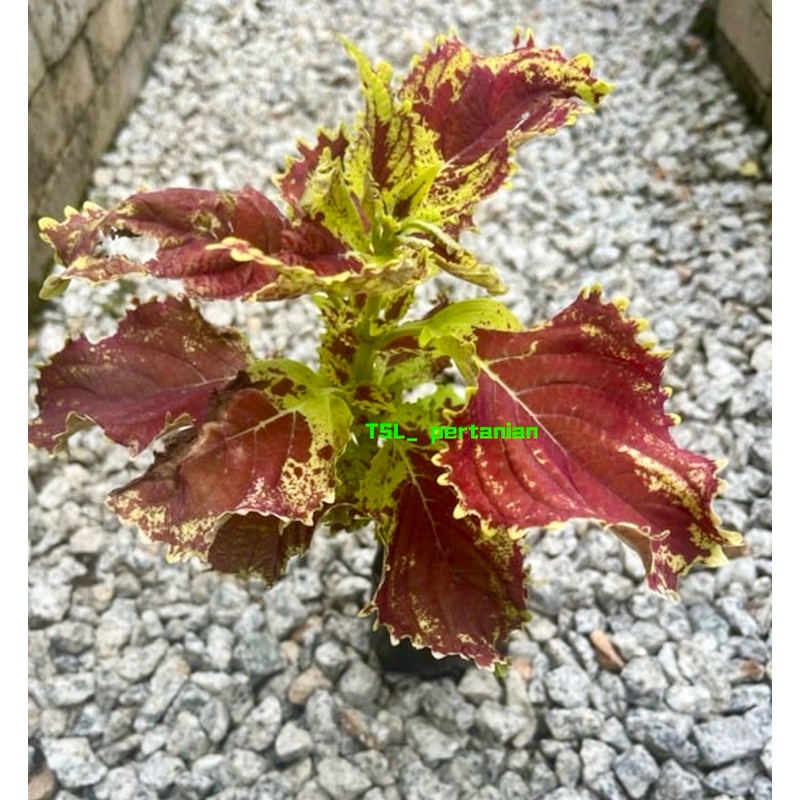 ( 9 ) Pokok Bunga Ati-ati Viral / Ati-ati Berakar Cantik Dan Berkhasiat ...