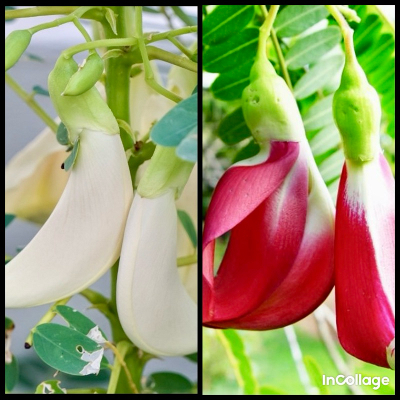 🔥ULAM🔥 POKOK GETI MERAH DAN PUTIH / Red / White / Walking Stick ...