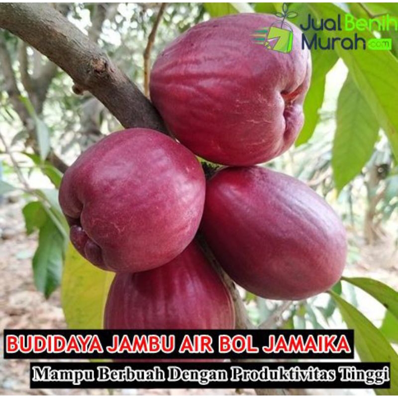 Anak Pokok Jambu Bol Jamaica Indonesia(Anak Pokok) | Shopee Malaysia