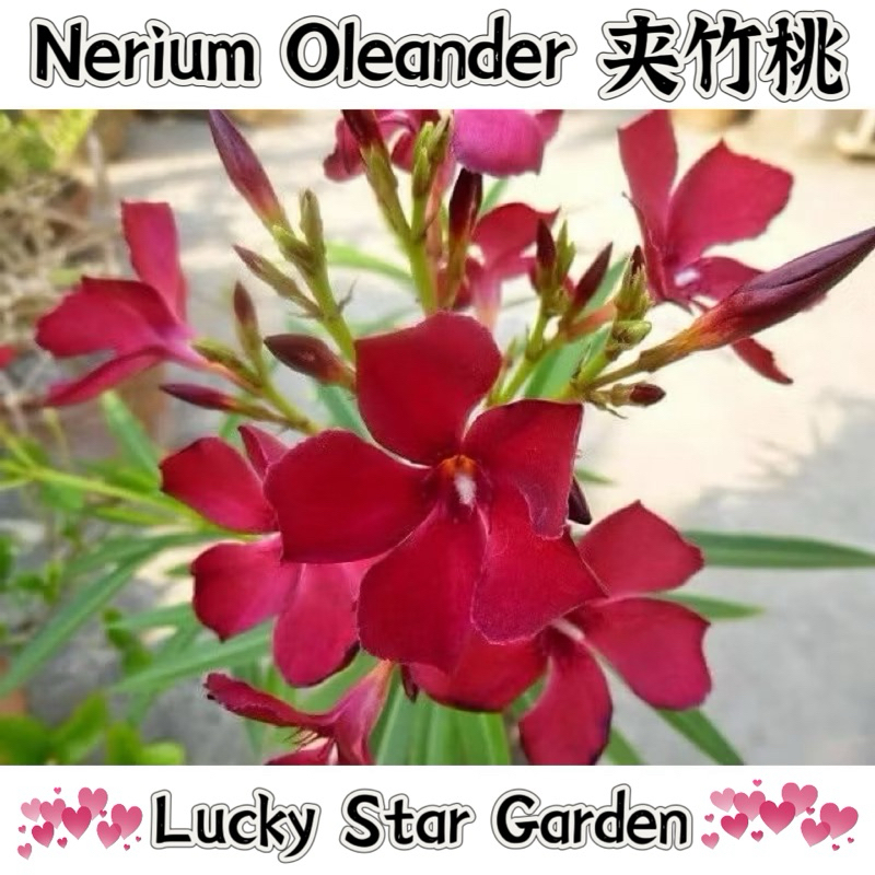 【TW668】 Nerium oleander live plant / 夹竹桃花Red Kaner/ red karabi flower 🌷 ...