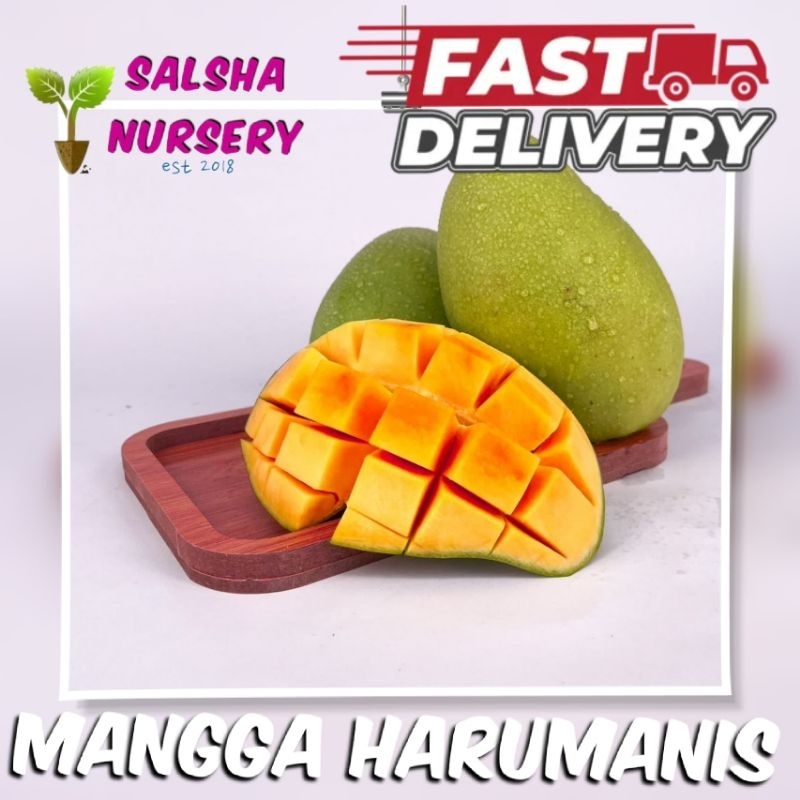 💥🔥 Pokok Mangga Harumanis hybrid | Shopee Malaysia