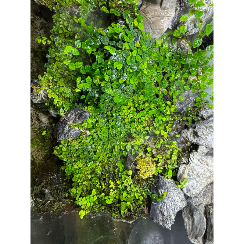 Ficus Pumila minima (Terrarium Rare Plant) | Shopee Malaysia