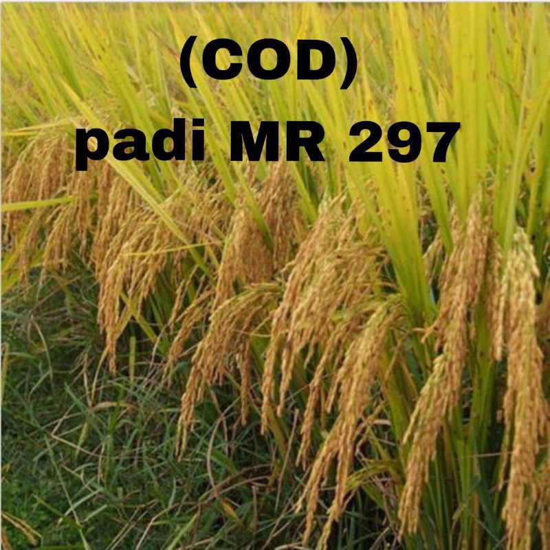 Padi MR297 Benih terpilih | Shopee Malaysia