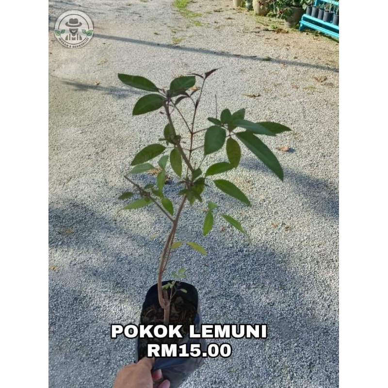 pokok lemuni dalam polibeg | Shopee Malaysia