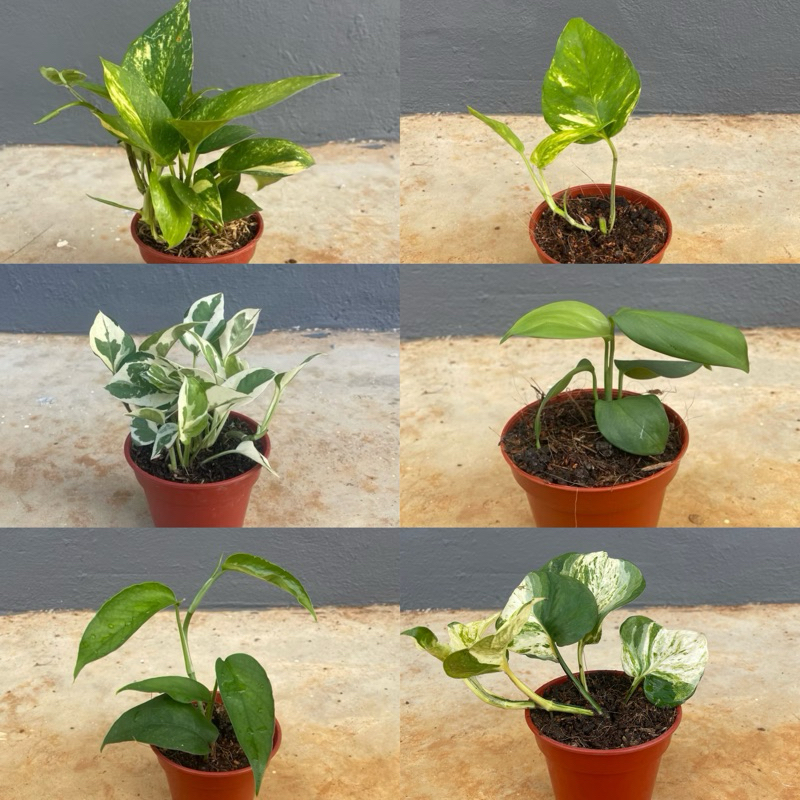 Pokok Pothos Dalam Pasu Epipremnum Golden/ N’joy/ EPA/ Cebu Blue ...