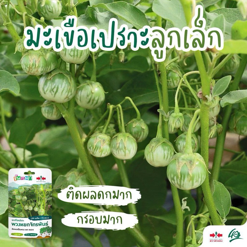 150Biji Benih Terung Bulat Hijau Bunga Jade / Terung Bulat Sayur / East ...