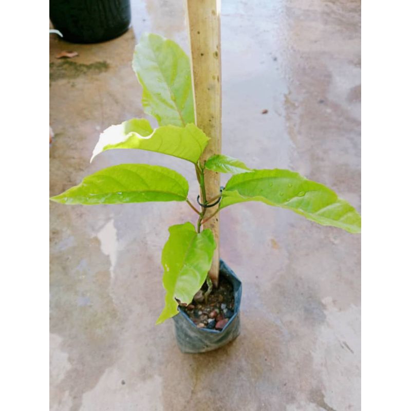Anak Pokok Markisa Dalam Polybag.. | Shopee Malaysia