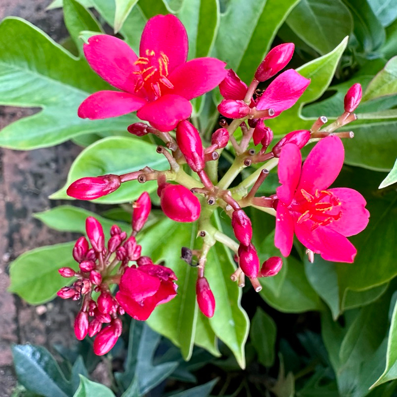 🔥OUTDOOR🔥 RED JATROPHA TREE / Pokok Jarak Merah / Physic Nut ...