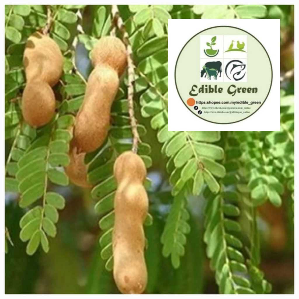 15GM Daun Asam Jawa (Tamarinda Indica) Organik Fresh (Tamarinda Indica ...