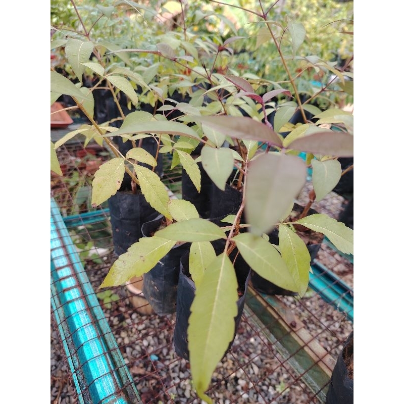 (KS)Pokok lemuni ungu dalam polibag. | Shopee Malaysia