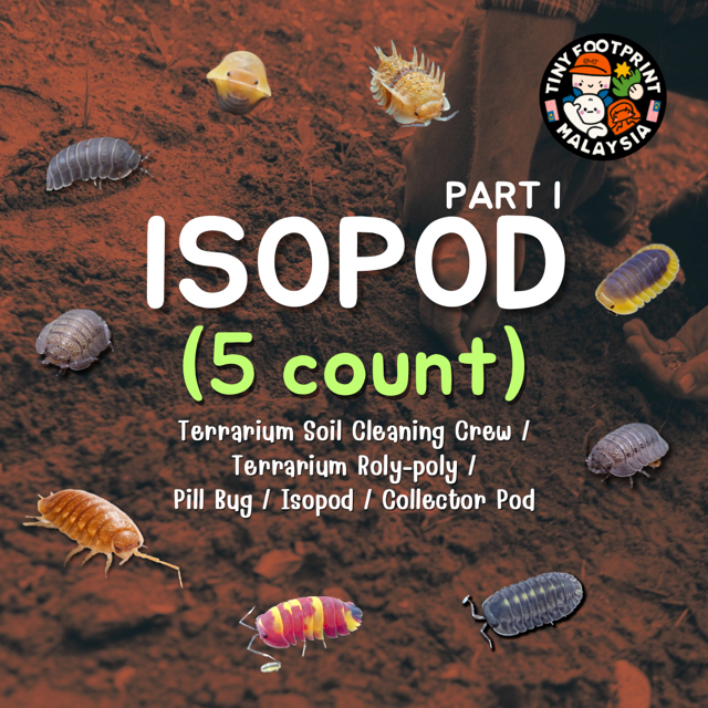 Isopods 5+1 count / terrarium cleaning crew / woodlouse / pill bug ...