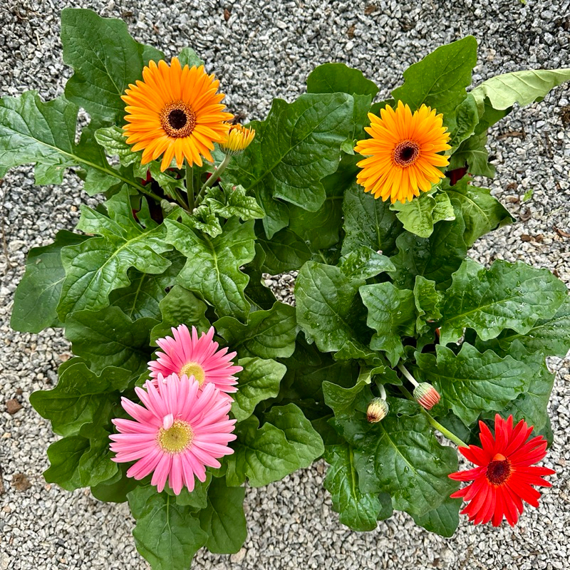 🔥OUTDOOR🔥 POKOK DAISY / Gerbera Daisy Plant / Bellis Perennis / 150mm ...