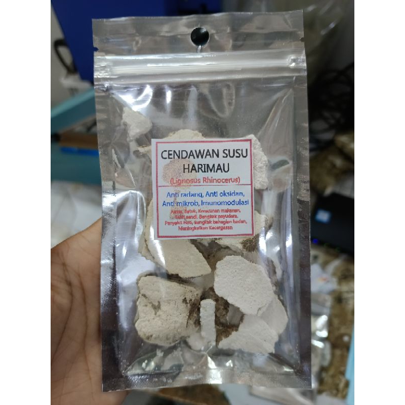 Cendawan susu harimau baik untuk kesihatan dalaman, masalah hati/paru ...