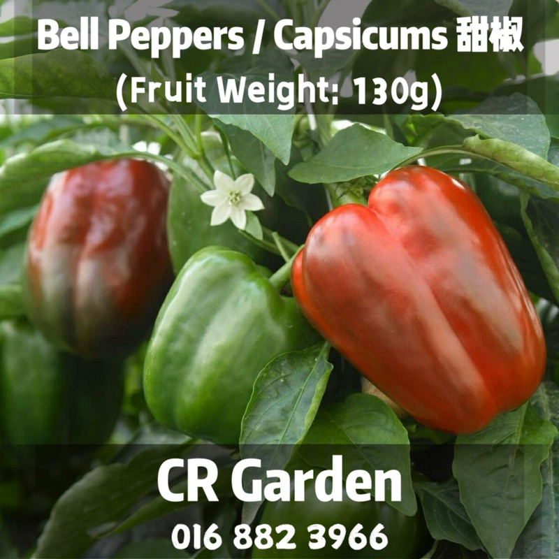 Bell Peppers / Capsicums 20 Seeds 甜椒 20粒 (Fruit Weight: 130g) | Shopee ...