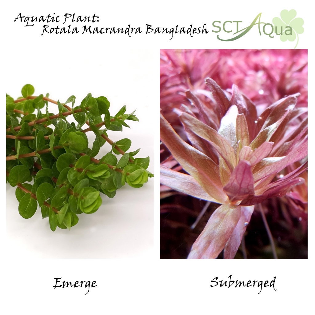 Rotala Macrandra Bangladesh-Aquatic plant/Tumbuhan Akuatik | Shopee ...