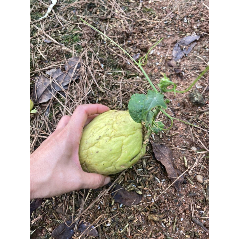 labu air /labu siam benih seed佛手瓜种籽发芽老瓜种瓜苗 | Shopee Malaysia