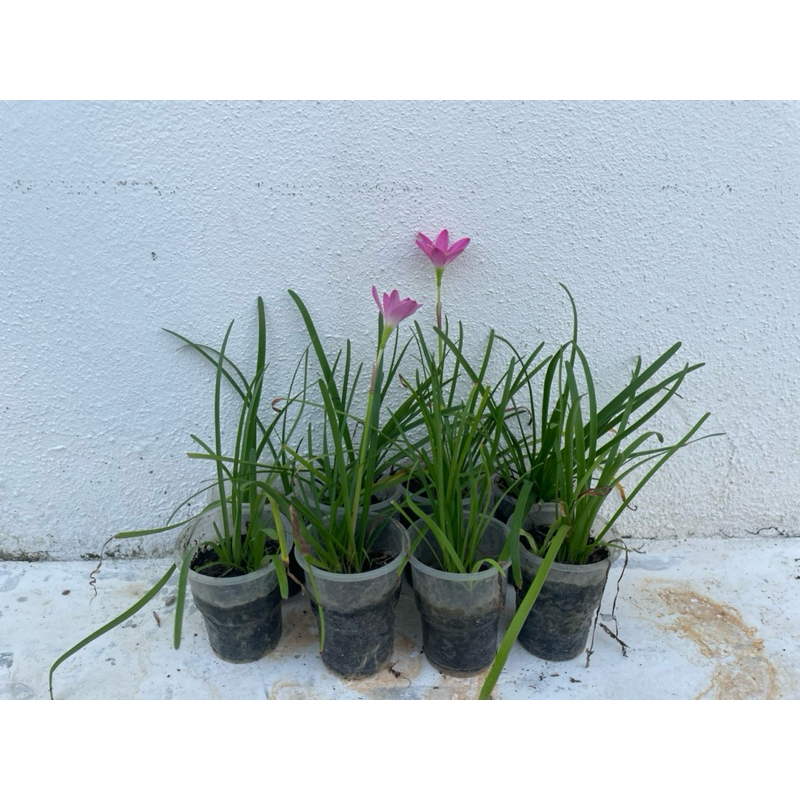 POKOK BUNGA RAIN LILY PINK/BUNGA BAWANG | Shopee Malaysia