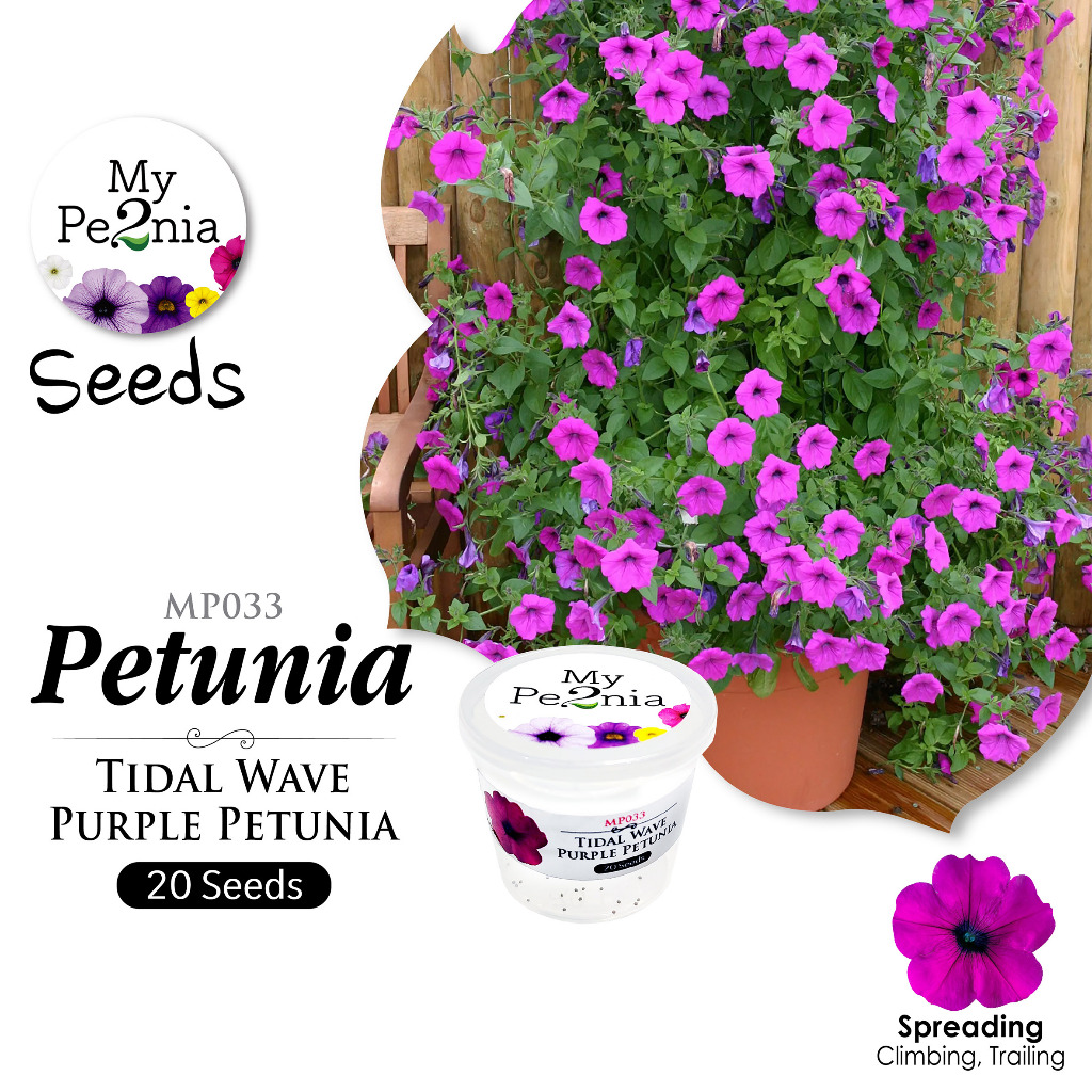 MyPe2nia [Petunia Seeds] Tidal Wave Purple Petunia (20 Seeds) | Shopee ...