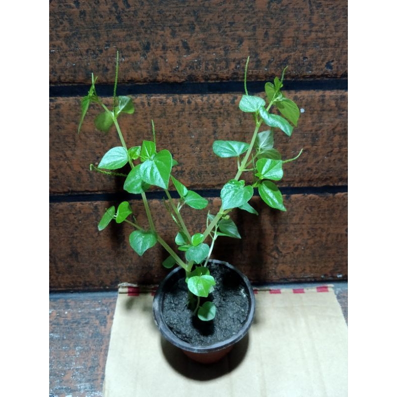Pokok Sireh Cina/ Ketupang Air | Shopee Malaysia
