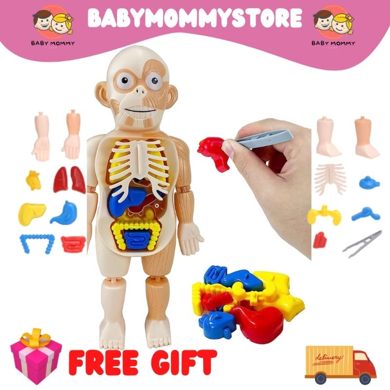 Kids Science Kit Human Body Anatomy Model Learning Educational Toys ...