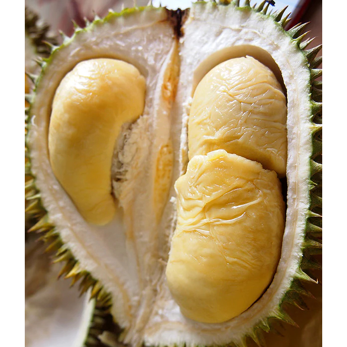 Anak Pokok Durian Chanee D123 | Shopee Malaysia
