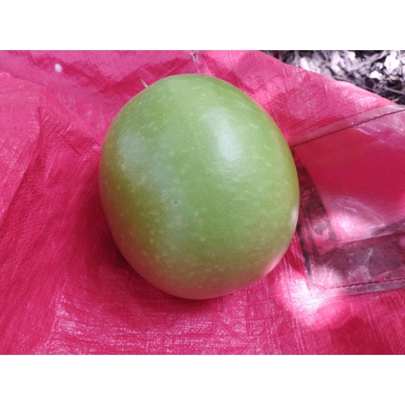 buah maja buah Labu Kayu segar ubat tradisi Dipercayai ubat cancer atau ...