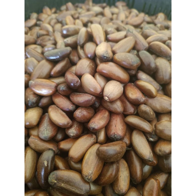 buah perah 500 gram kering2024 | Shopee Malaysia