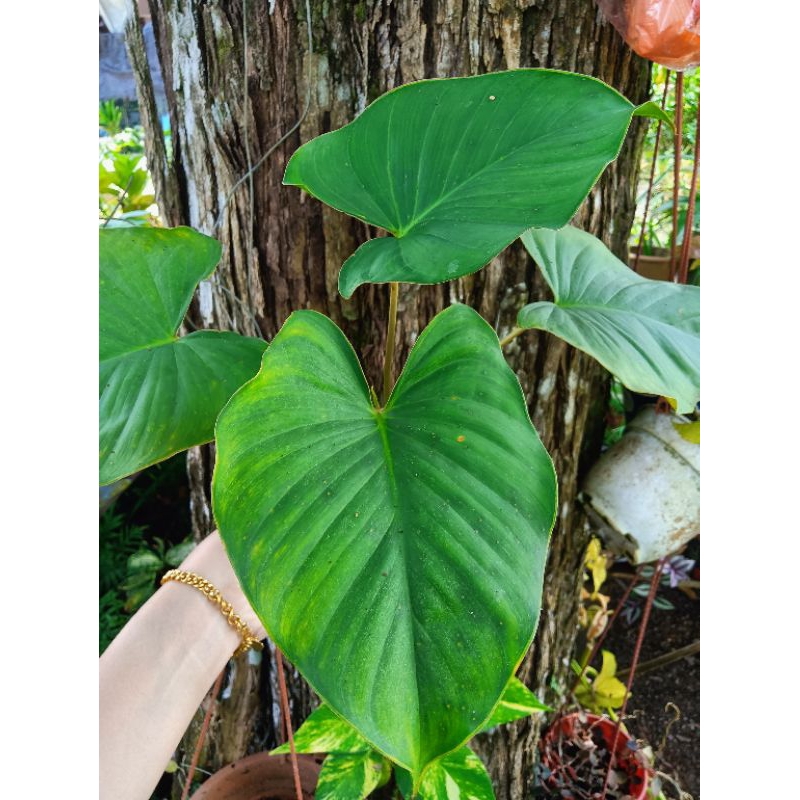 Anak Pokok Kemoyang Hijau | Shopee Malaysia