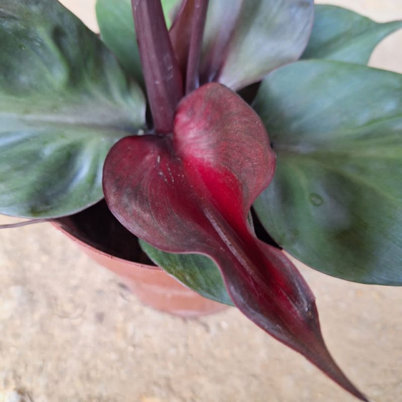 Philo Red Heart pasu 160 | Shopee Malaysia