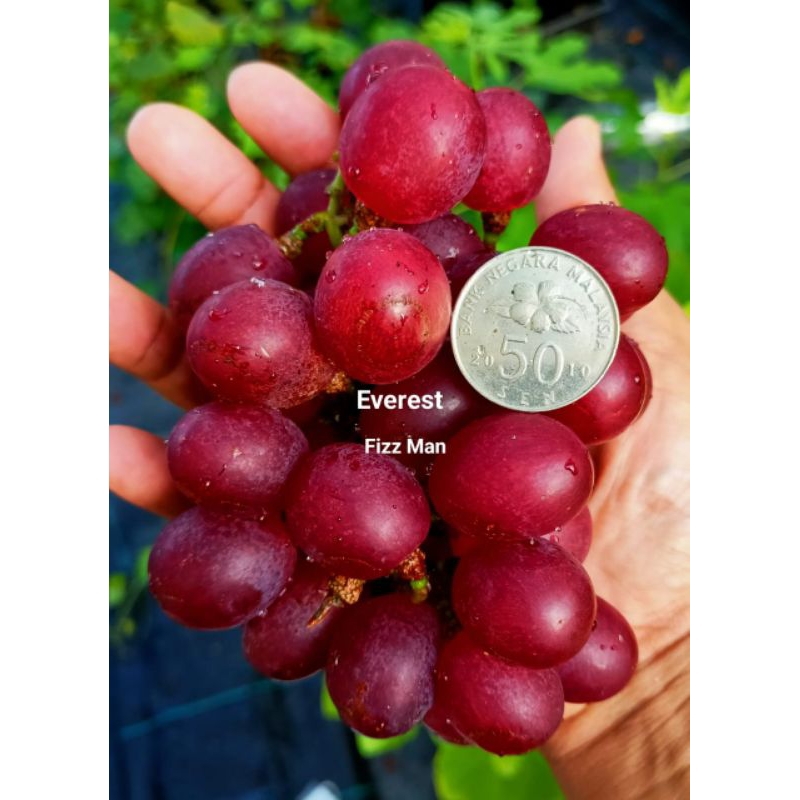 Anak Pokok Anggur Everest | Shopee Malaysia