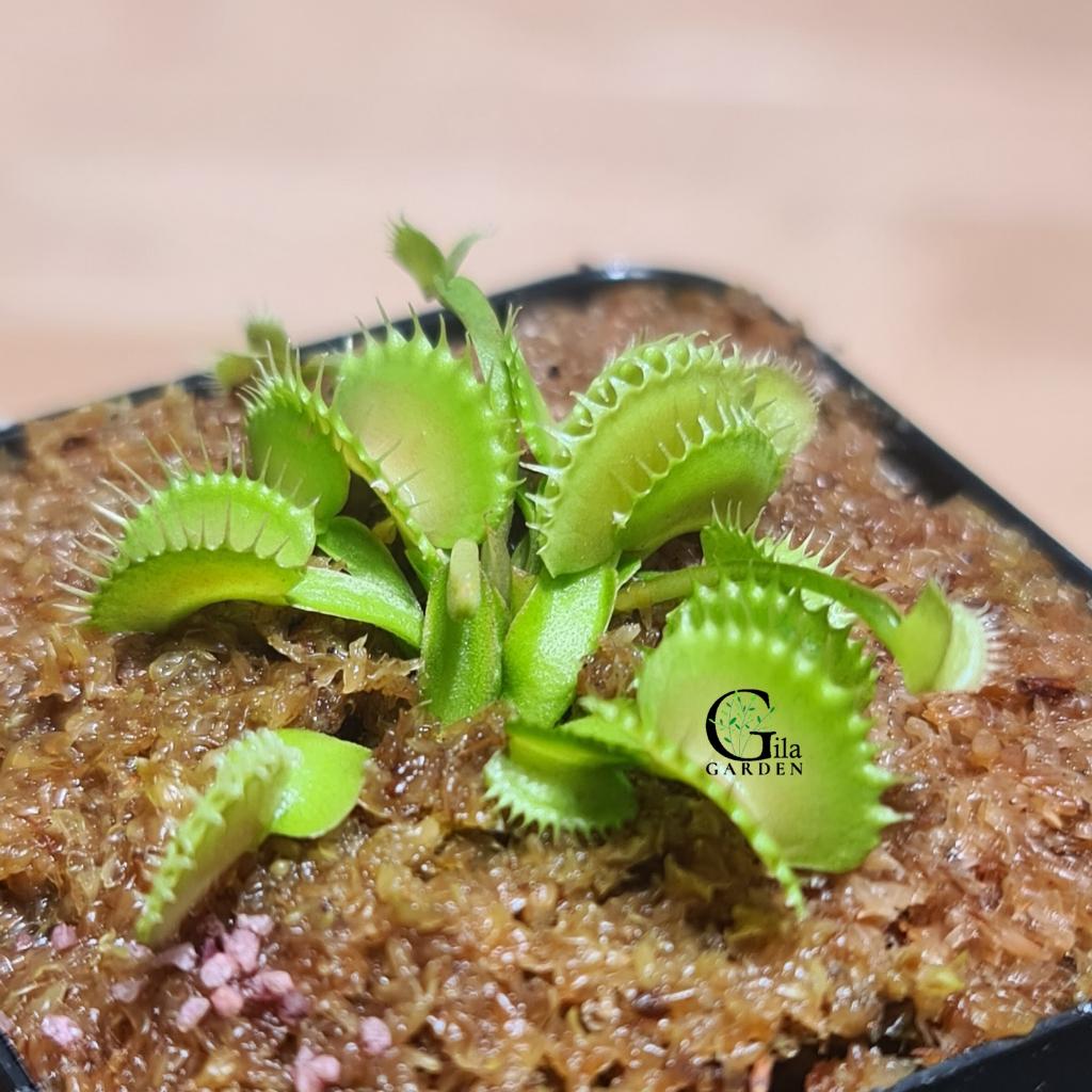 Venus Flytrap Werewolf [Dionaea Muscipula, Venus Flytrap][Carnivorous Plants][GILAGARDEN ...