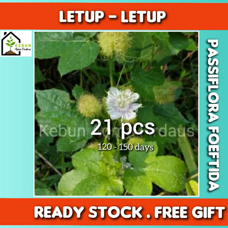 BIJI BENIH POKOK LETUP-LETUP 21 BIJI | Shopee Malaysia