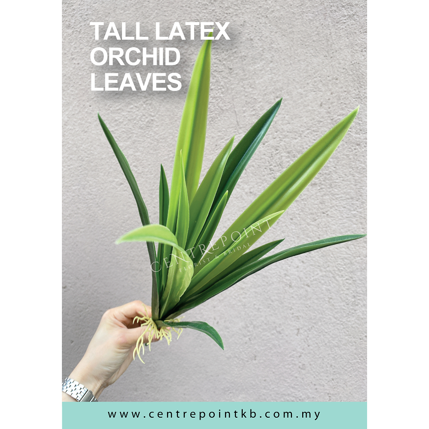 Tall Latex Orchid Leaves / Daun Pandan Tinggi | Shopee Malaysia