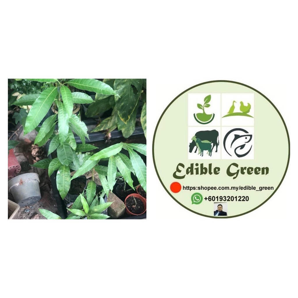 Anak Pokok Mempelam Ringan (Telur) | Shopee Malaysia