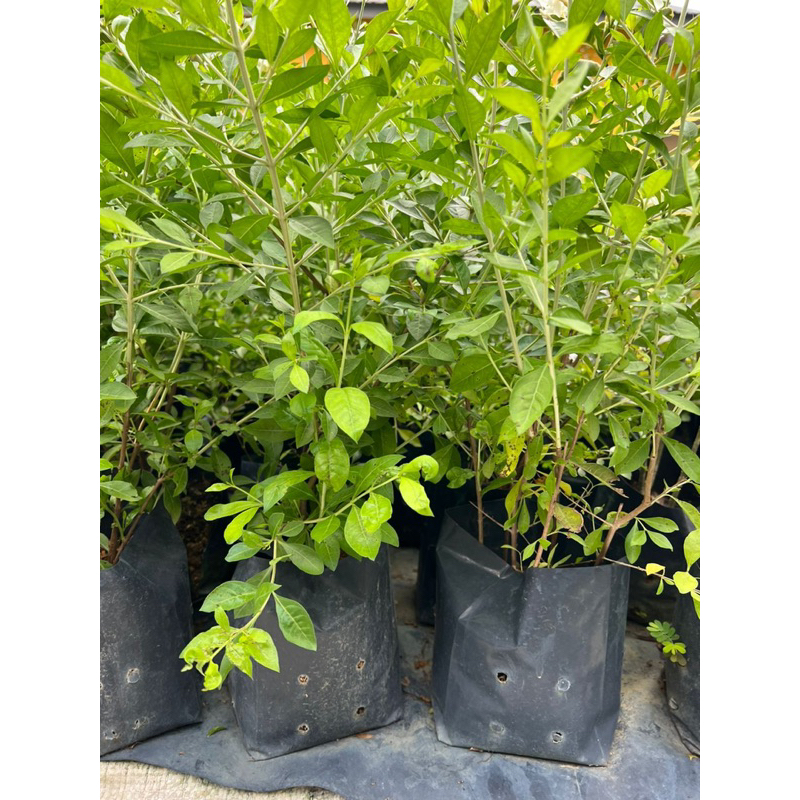 Daun Inai Merah @ Pokok Inai | Shopee Malaysia