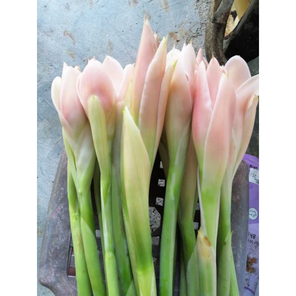 Bunga Kantan Pink Segar Ready Stock | Shopee Malaysia