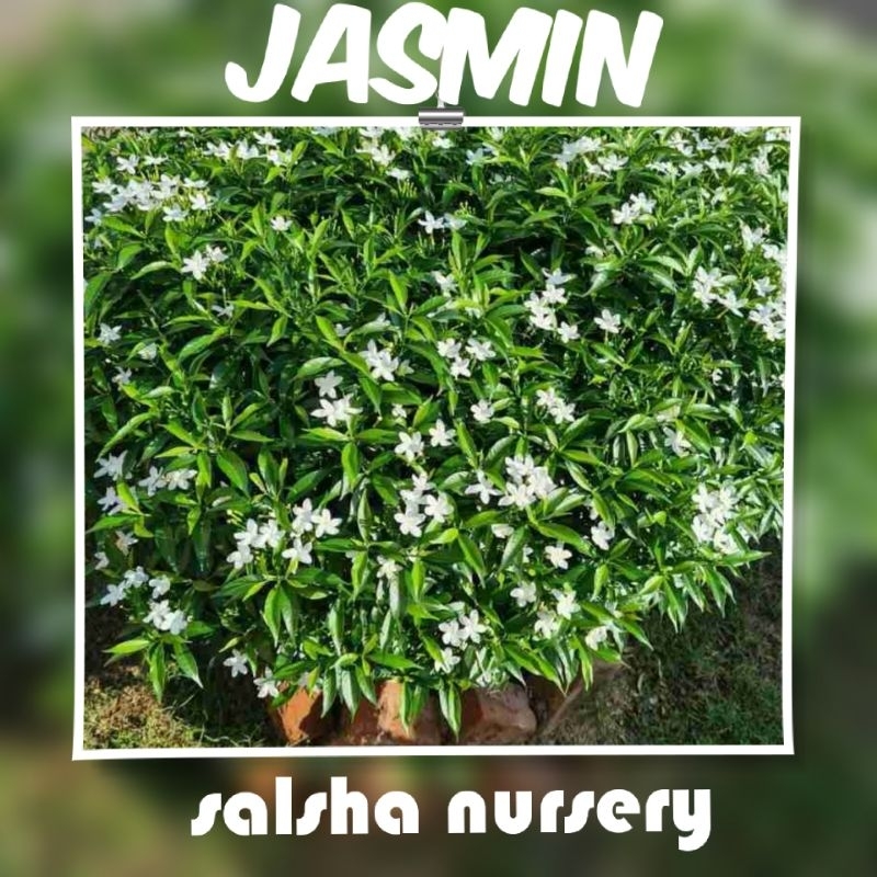 🔥💥 pokok bunga hiasan jasmine | Shopee Malaysia