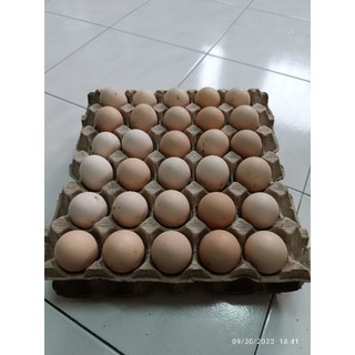 Telur Ayam Berbenih Kampung Bulat Leghorn Layer Ameraucana Easter Egger ...