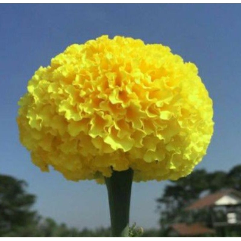 marigold prince yellow plant. | Shopee Malaysia