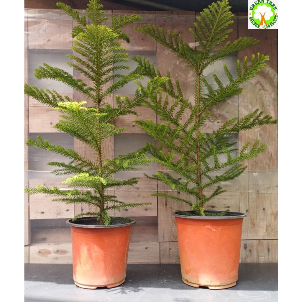 bonsai - Pagoda Pine Tree / Araucaria Excelsa 塔松 / 步步高升 / 南洋杉 for HOME ...