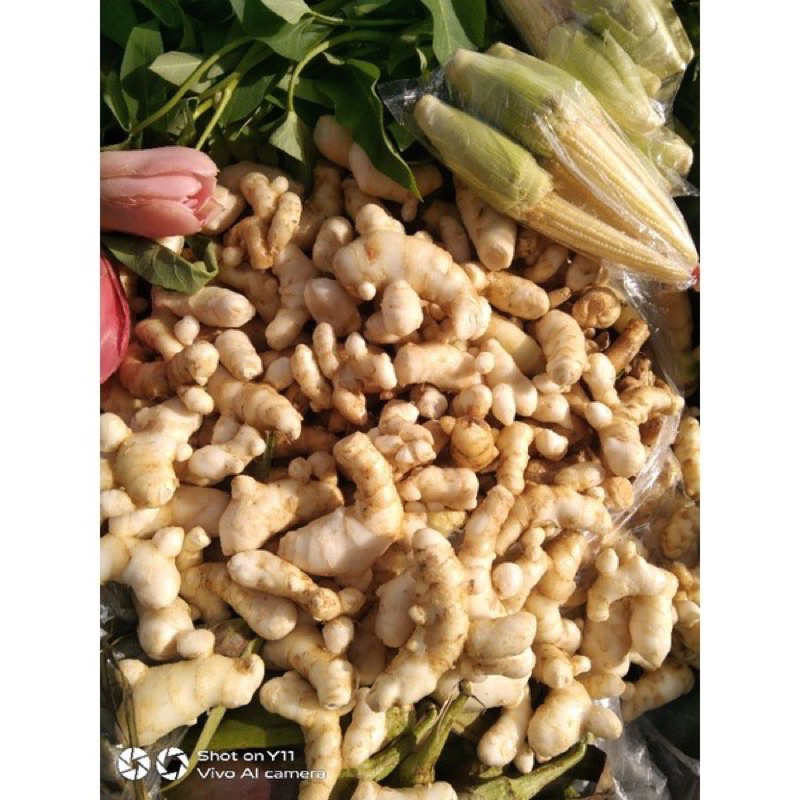 TEMULAWAK FRESH | UBI TEMU MANGGA/PAUH / TEMU AWET MUDA( temulawak ...