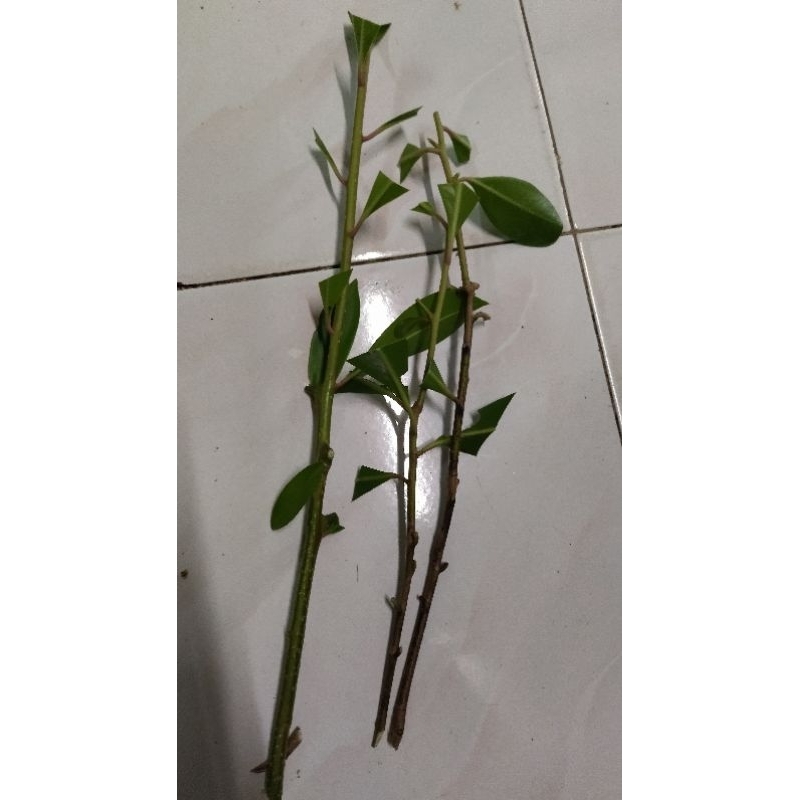 2 keratan batang pokok mata itik | Shopee Malaysia