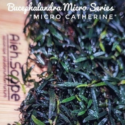 Bucephalandra Micro Catherine (Mini Clump) Rare aquatic plants for ...