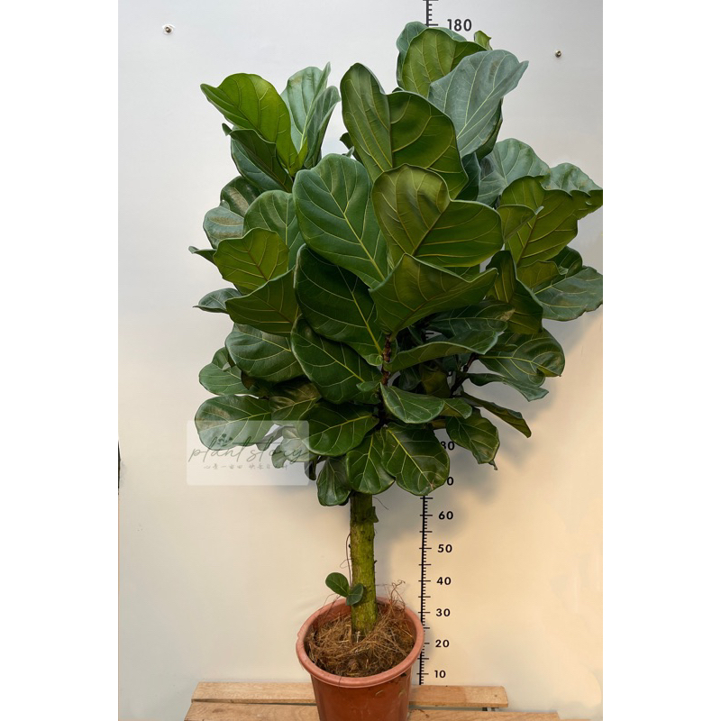🌱5ft🌱Ficus iyarata🌱Ficus multi heads 🌱琴叶榕棒棒糖🌱Ficus lollipop 🌱outdoor ...