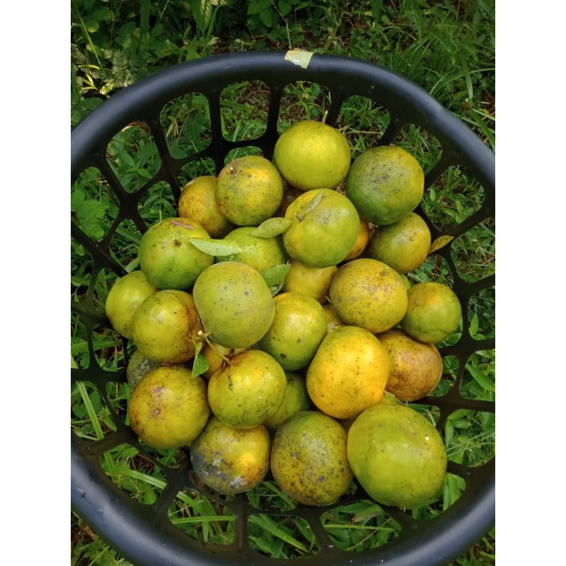 Limau lakat/kampung kebun sendiri trg (1kg rm8) | Shopee Malaysia