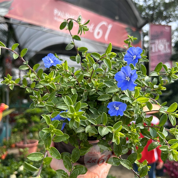 [Paling Horticulture Sdn Bhd] Blue Daze Plant / Blue Diamond Plant ...