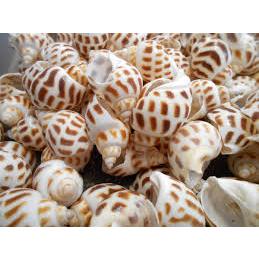 SHELL FOR HERMIT CRAB/ BABYLONIA SHELLS | Shopee Malaysia