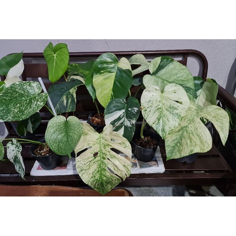Monstera Mint Monstera Full Moon Mint Monstera White Tiger | Shopee ...