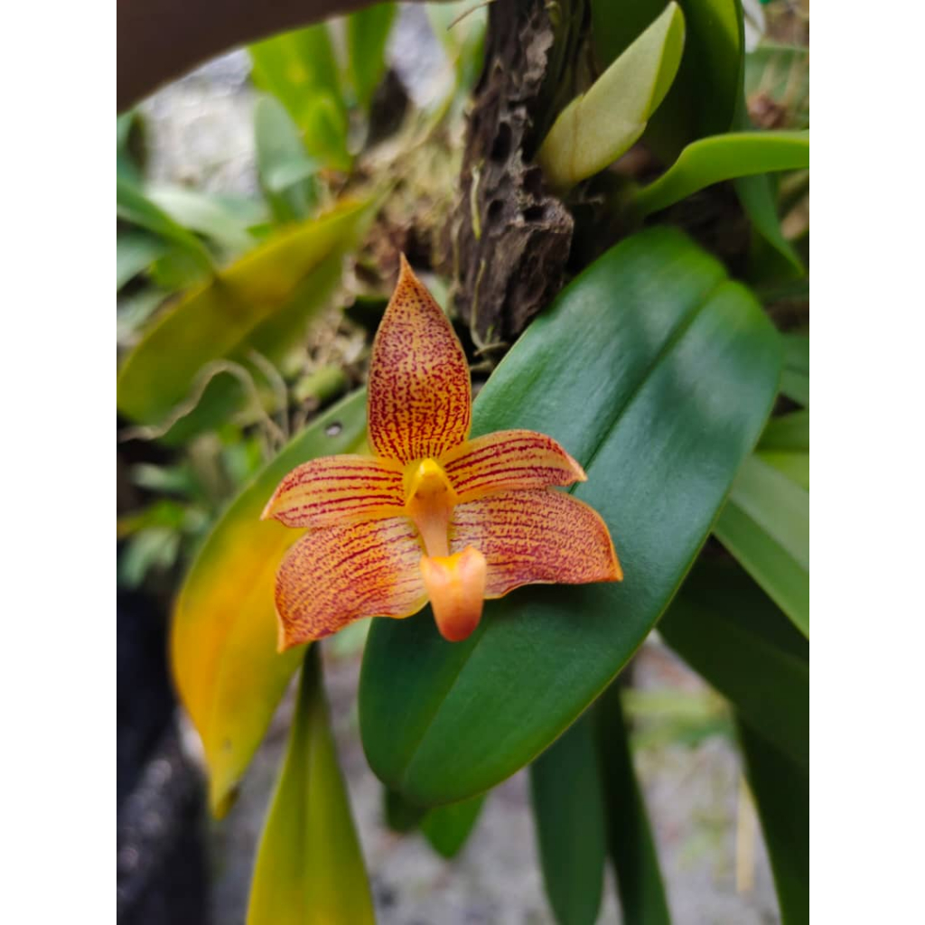 Bulbophyllum siamense x claptonense (3daun percutting) | Shopee Malaysia